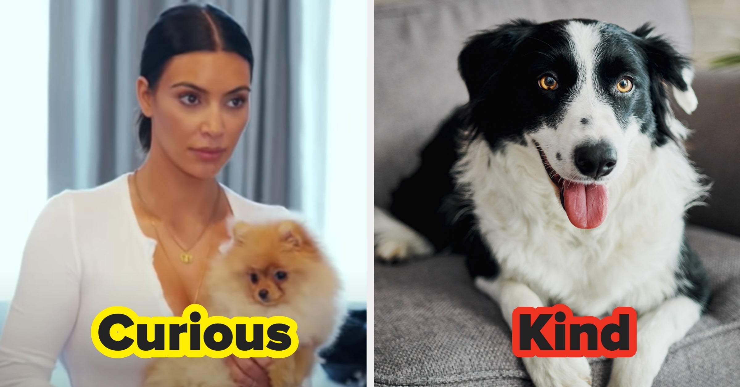 Pick Cute Dogs To Discover Your Defining Word