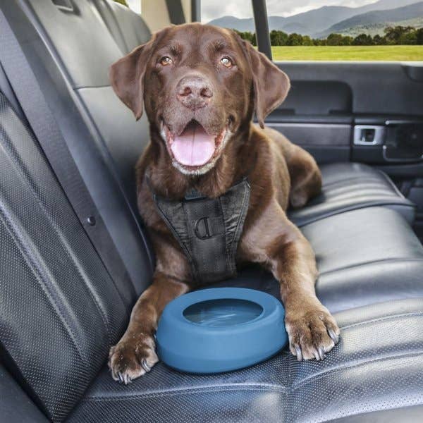 27 Chewy Products If Your Dog Goes With You Everywhere