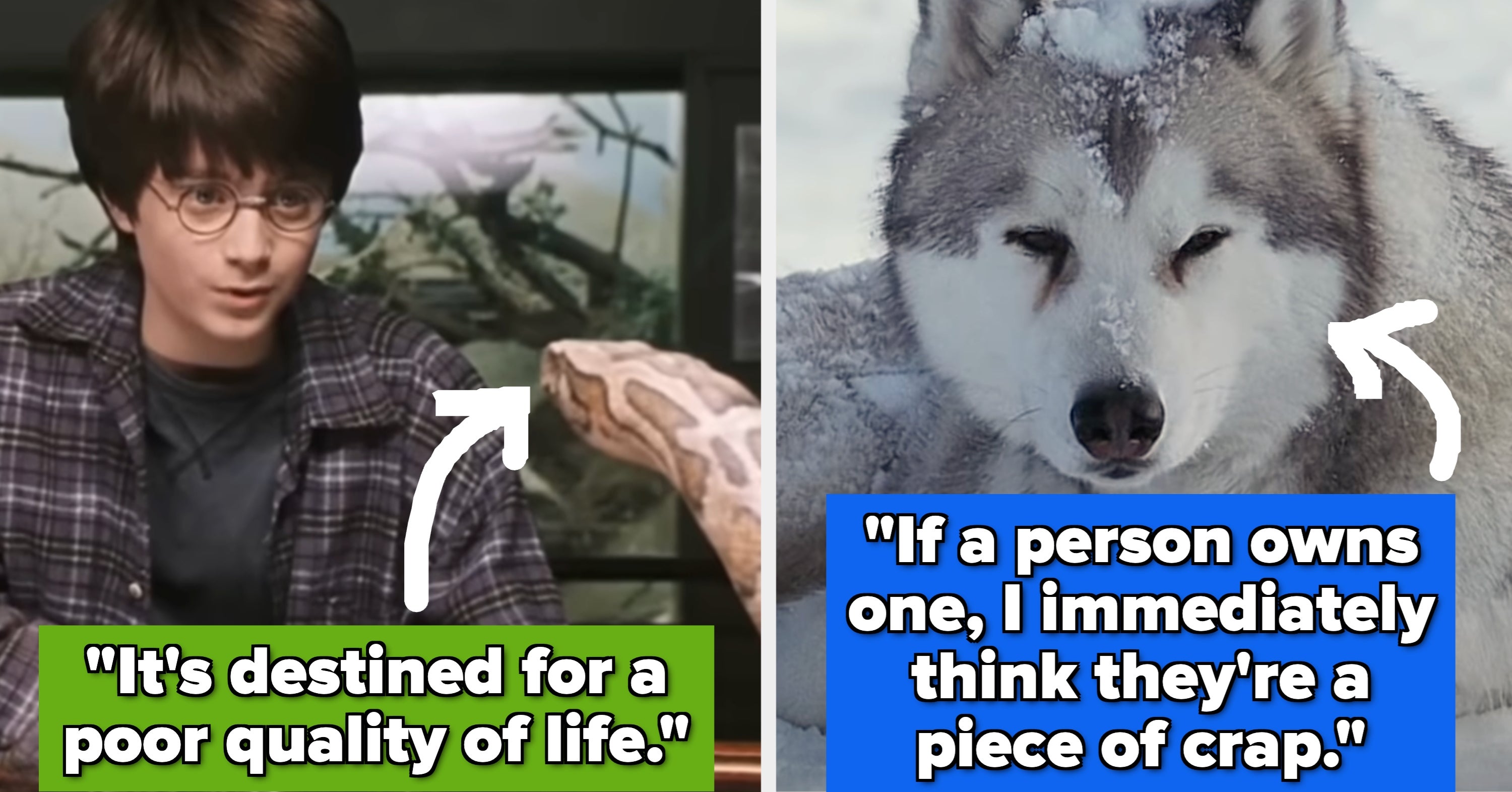 19 Pets You Should Never Own