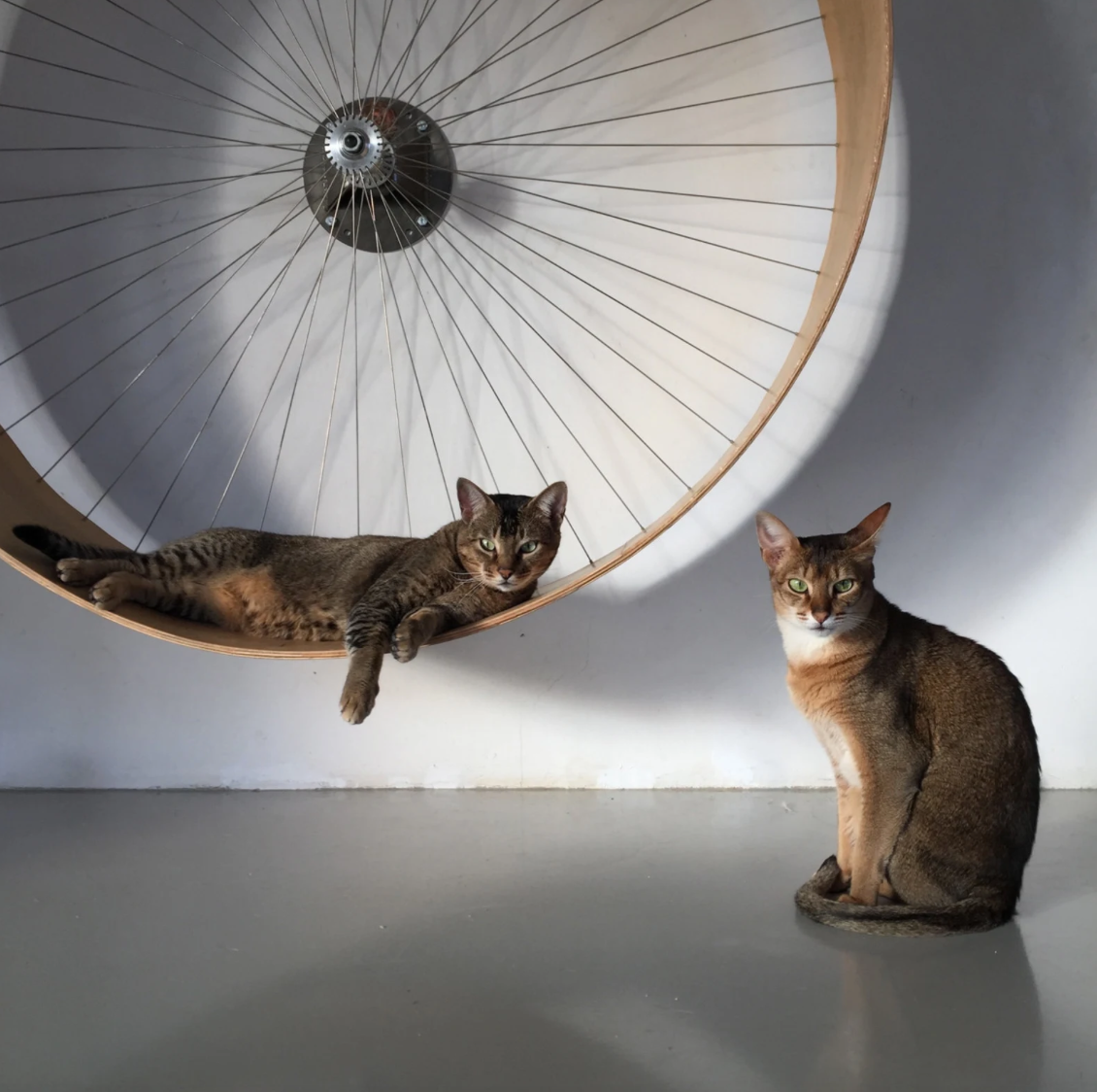 16 Best Cat Exercise Wheels Your Cat Will Love