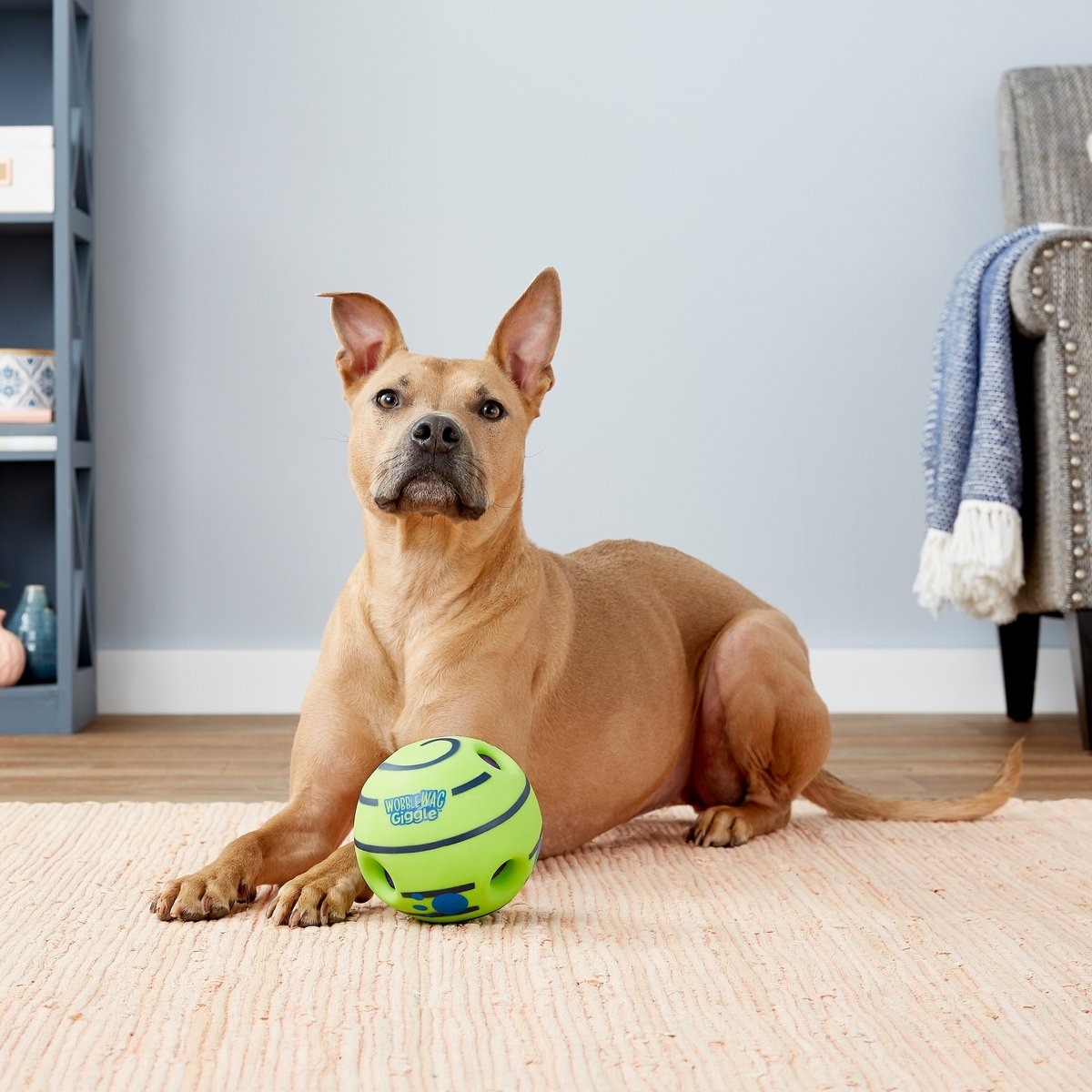 27 Chewy Items Pet Parents Will Want To Check Out