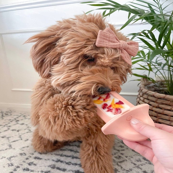 27 Chewy Items Pet Parents Will Want To Check Out