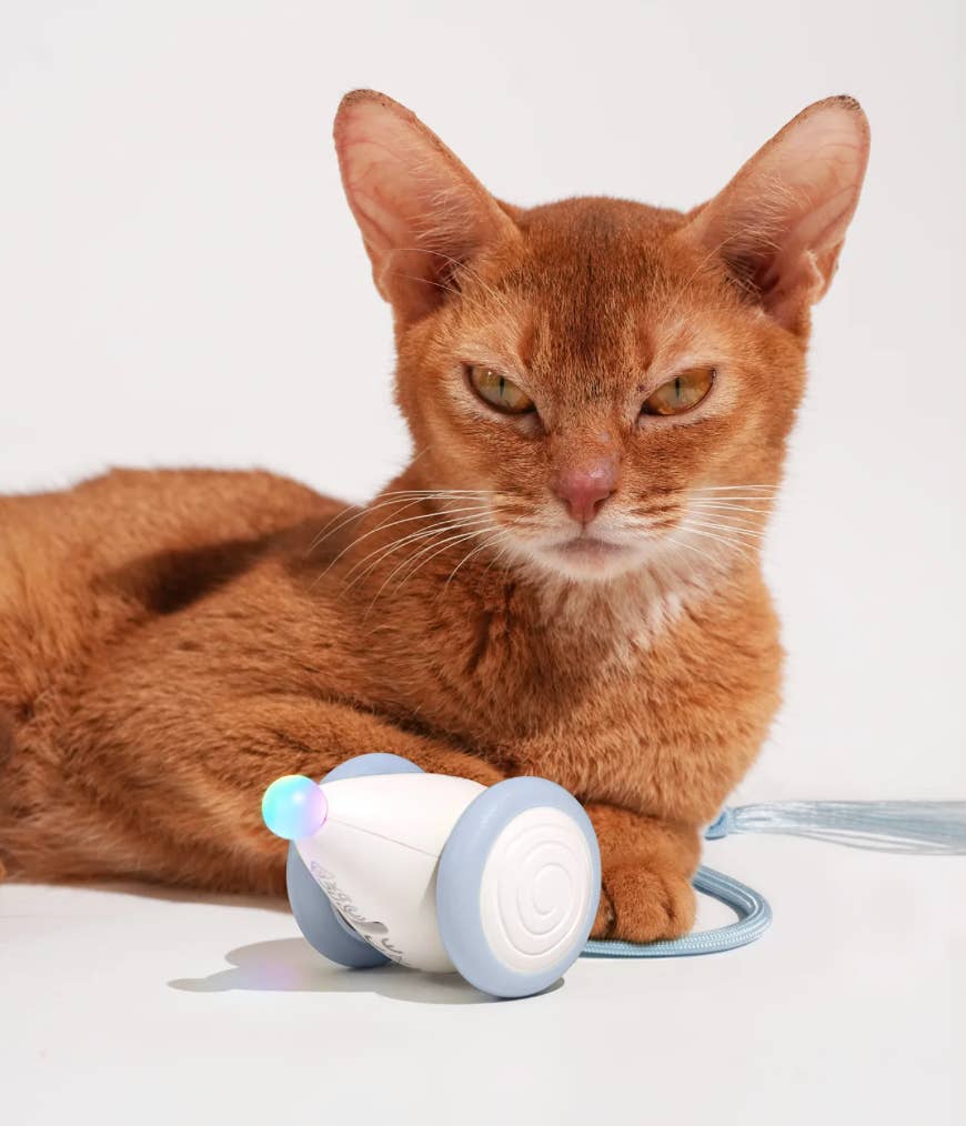 intelligent cat teasing device