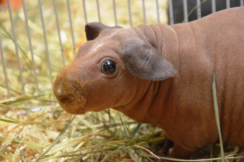 Rabbits With Tentacles, And 17 Other Freaky Animal Pics