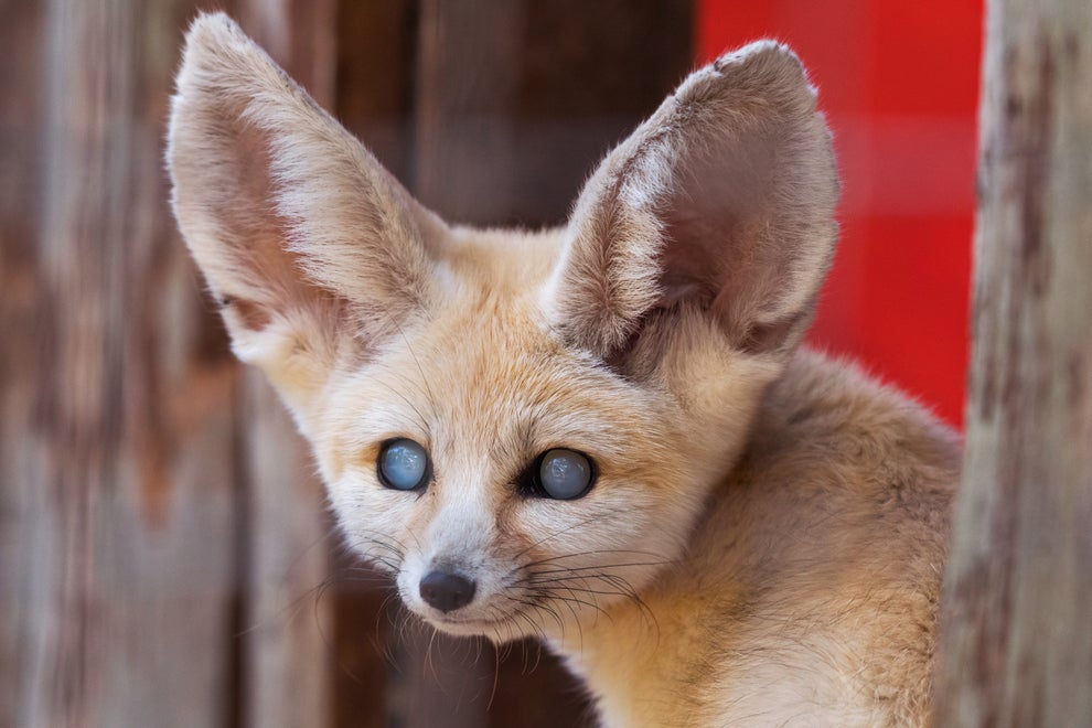Rabbits With Tentacles, And 17 Other Freaky Animal Pics