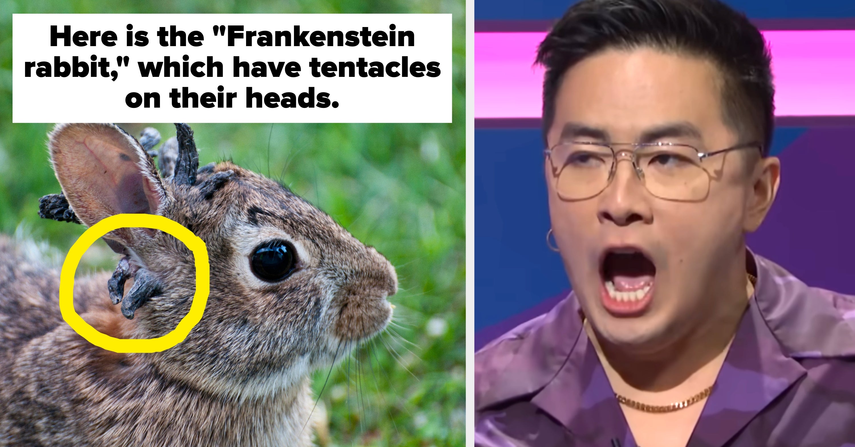 Rabbits With Tentacles, And 17 Other Freaky Animal Pics