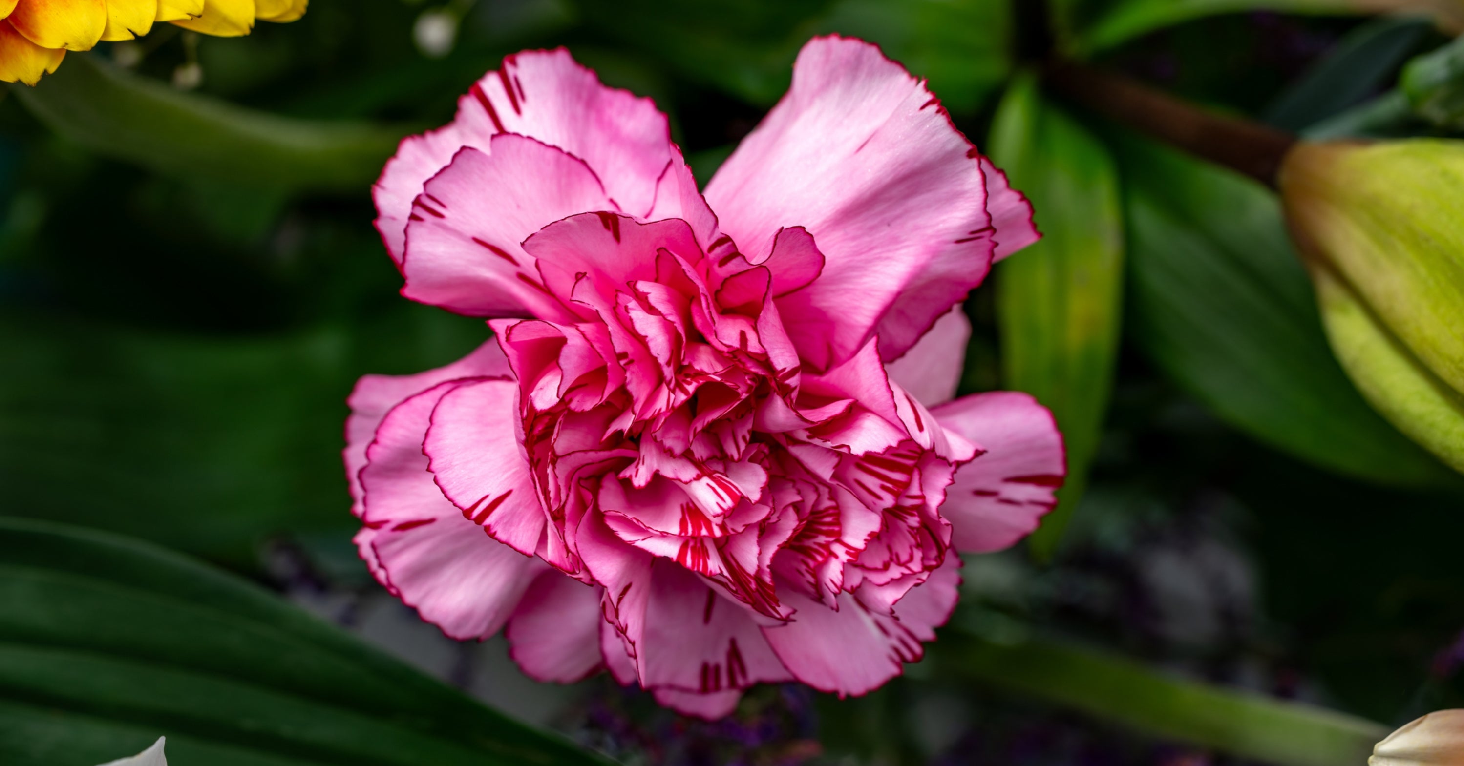 Pick Some Food And Reveal What Flower You Are