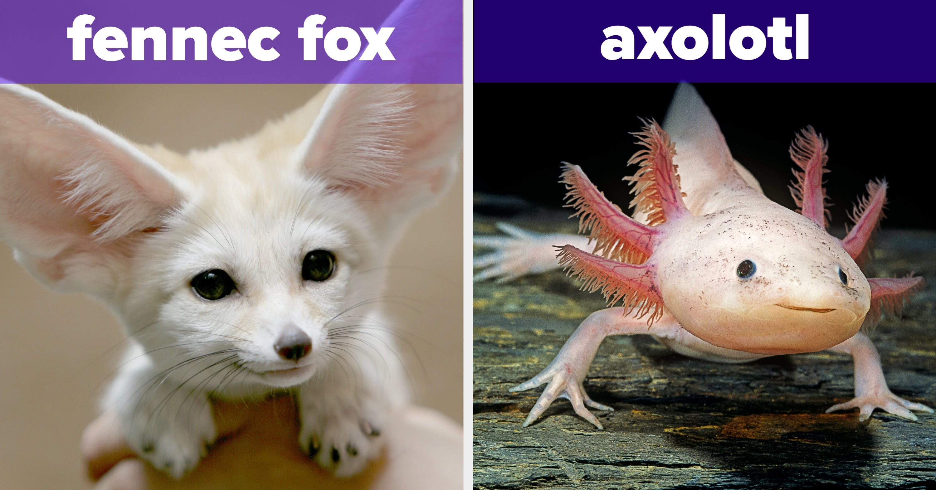 What little weirdo of the animal kingdom do you have a soft spot for?