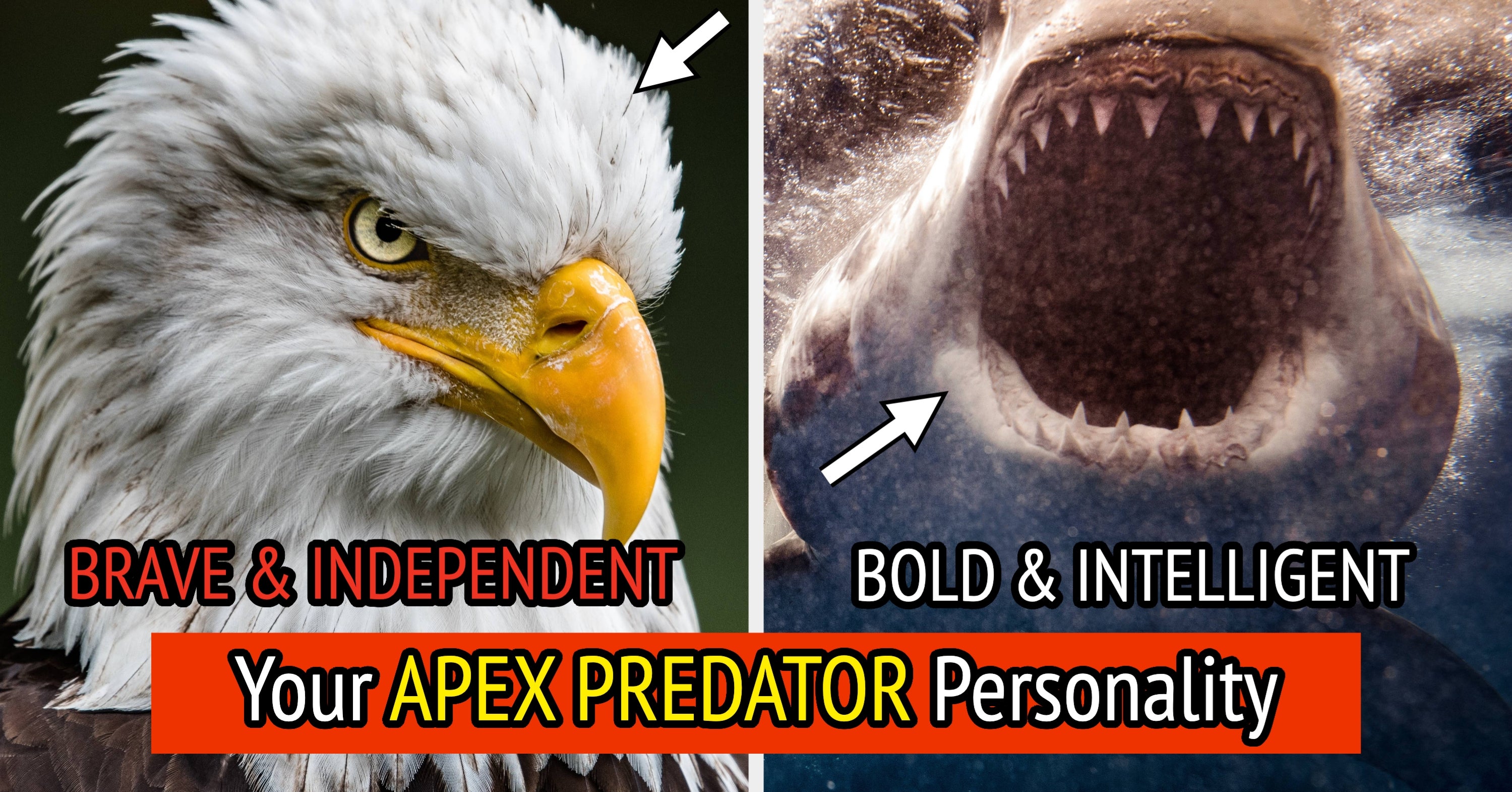 Which Apex Predator Matches Your Personality?