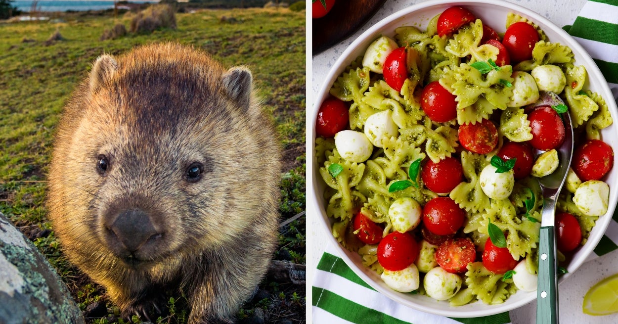 Make Pasta To Reveal Which Australian Animal You Are