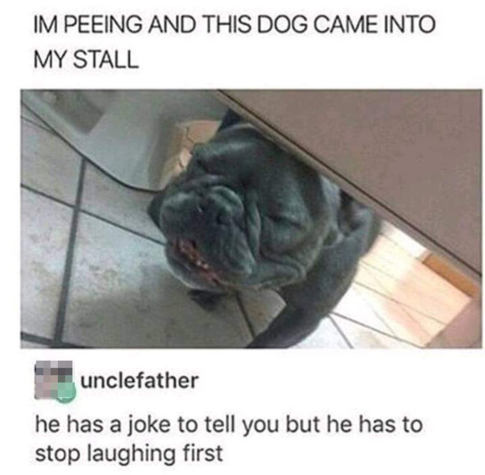 100 Extremely Dumb Pictures That Literally Never Fail To Make Me Cackle ...