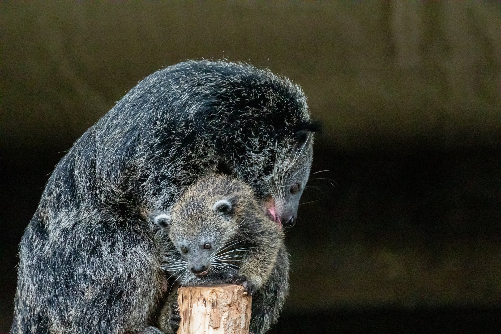 Binturong Fun Facts