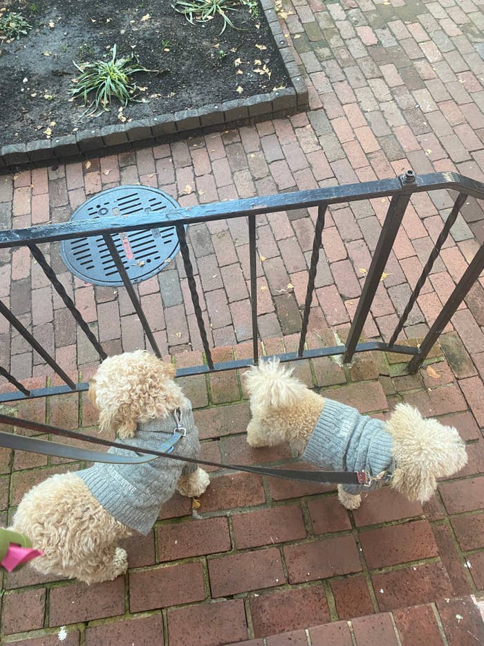 Dog Parents Who Take Pampering To A Whole New Level