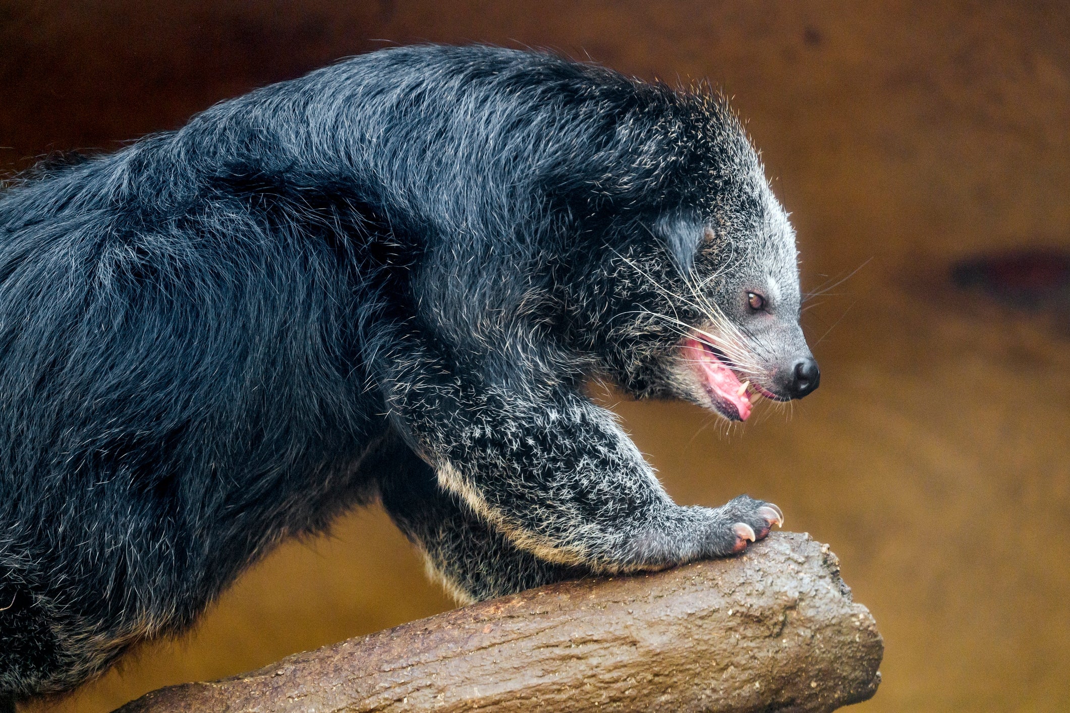 Binturong Fun Facts