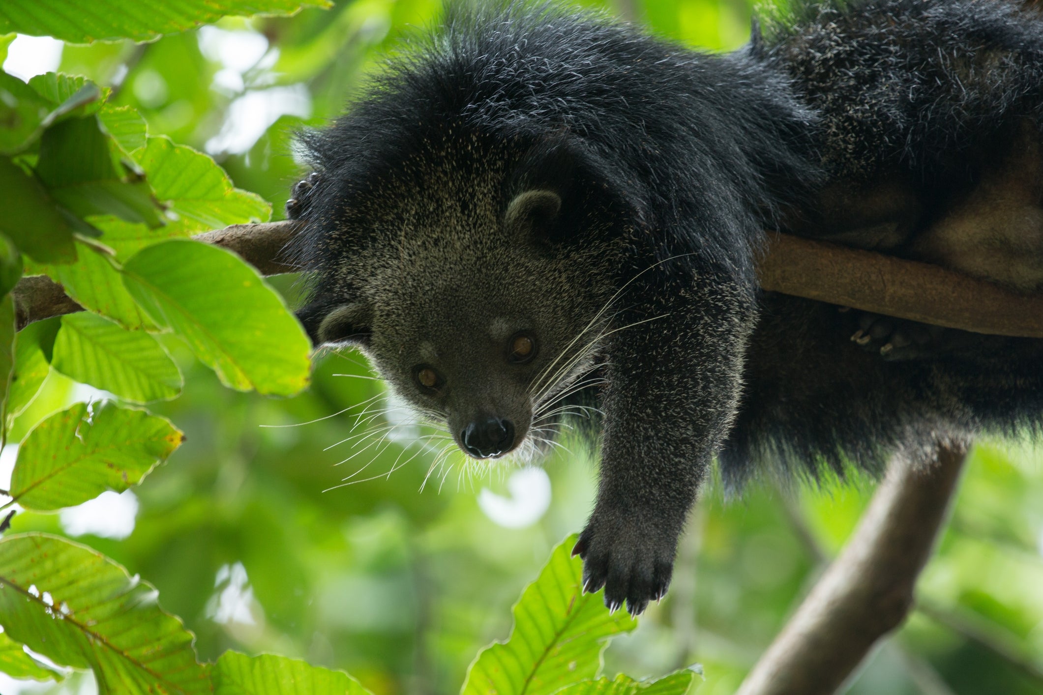 Binturong Fun Facts
