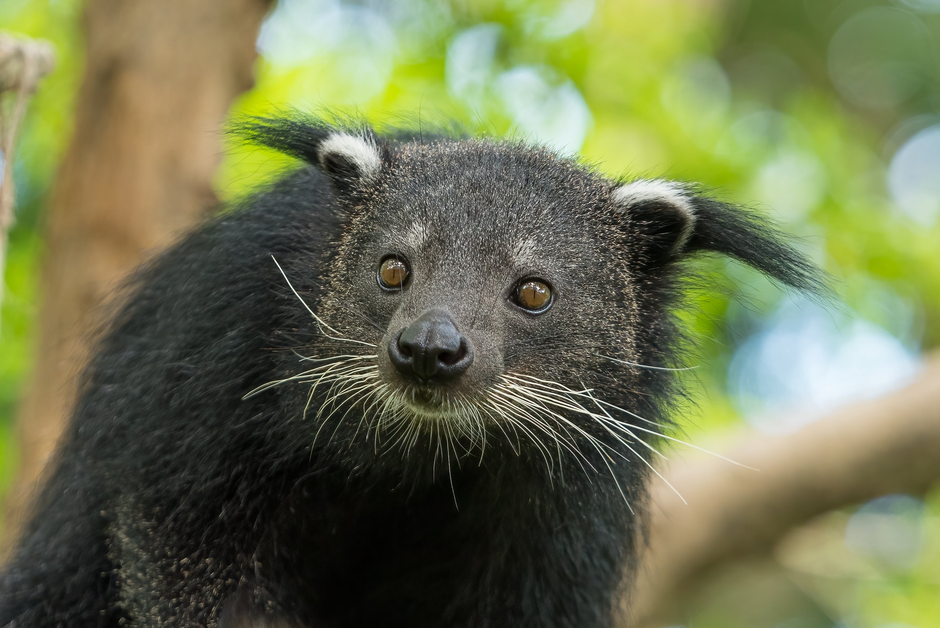 Binturong Fun Facts
