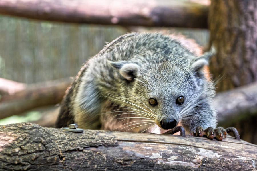 are binturong friendly