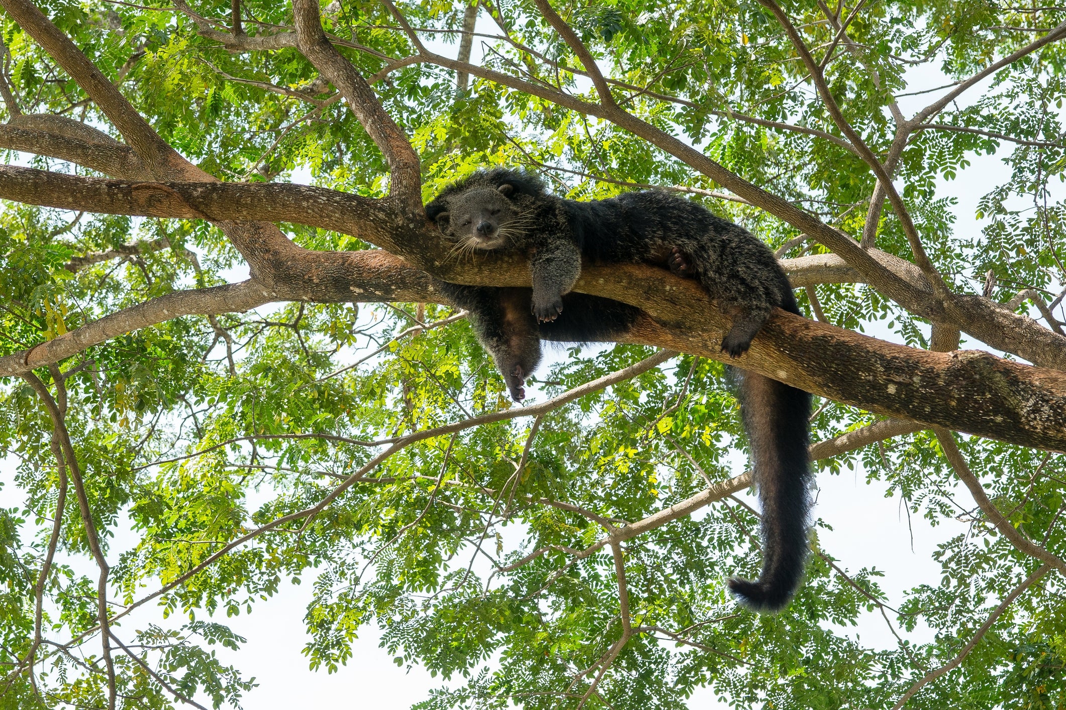 Binturong Fun Facts