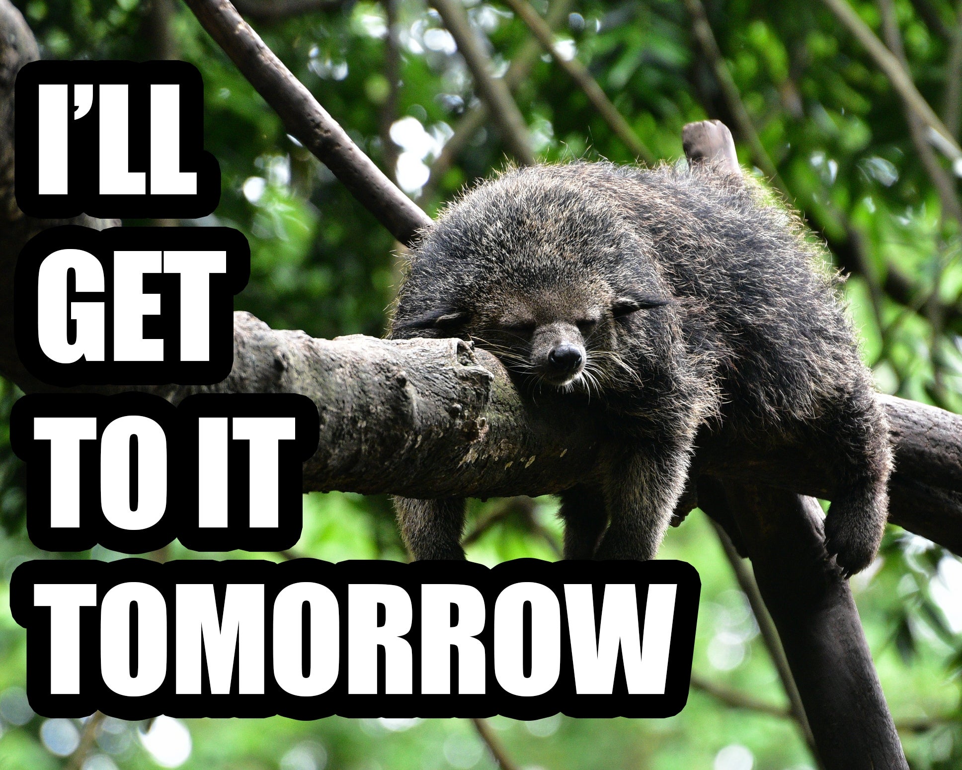 Binturong Fun Facts