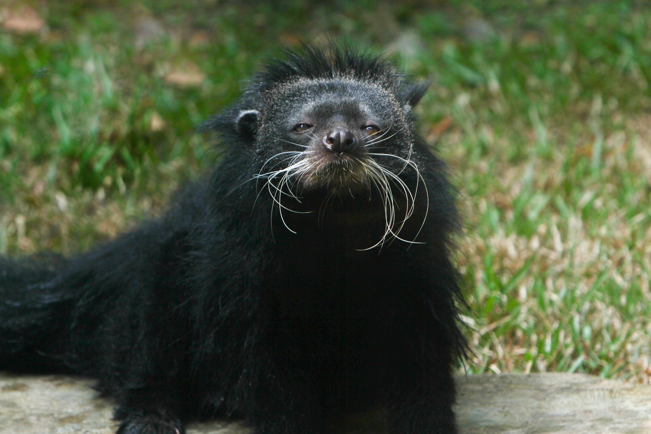 Binturong Fun Facts