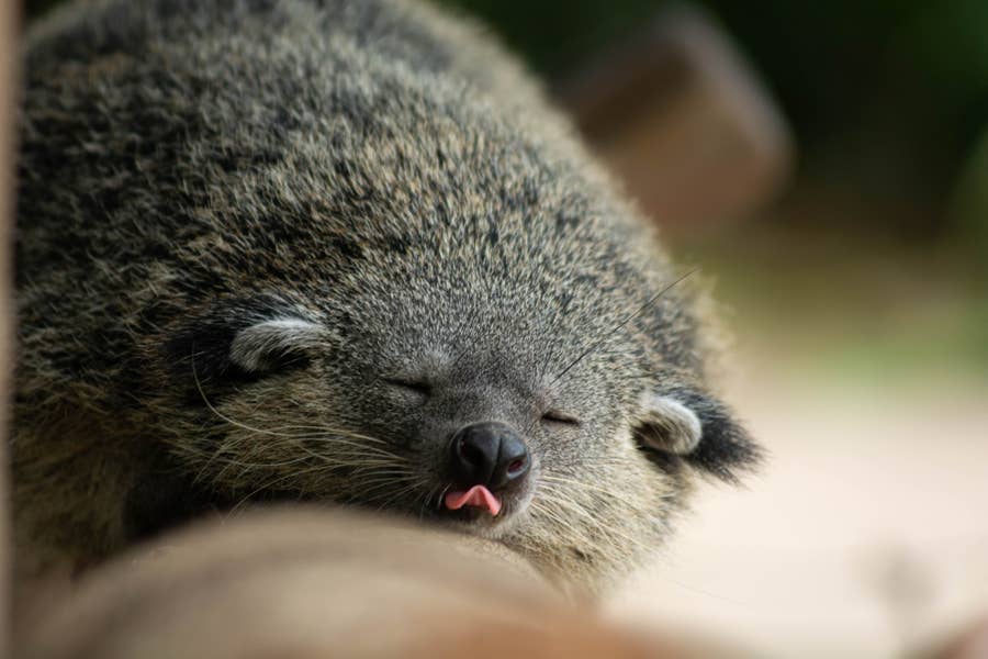 binturong cat
