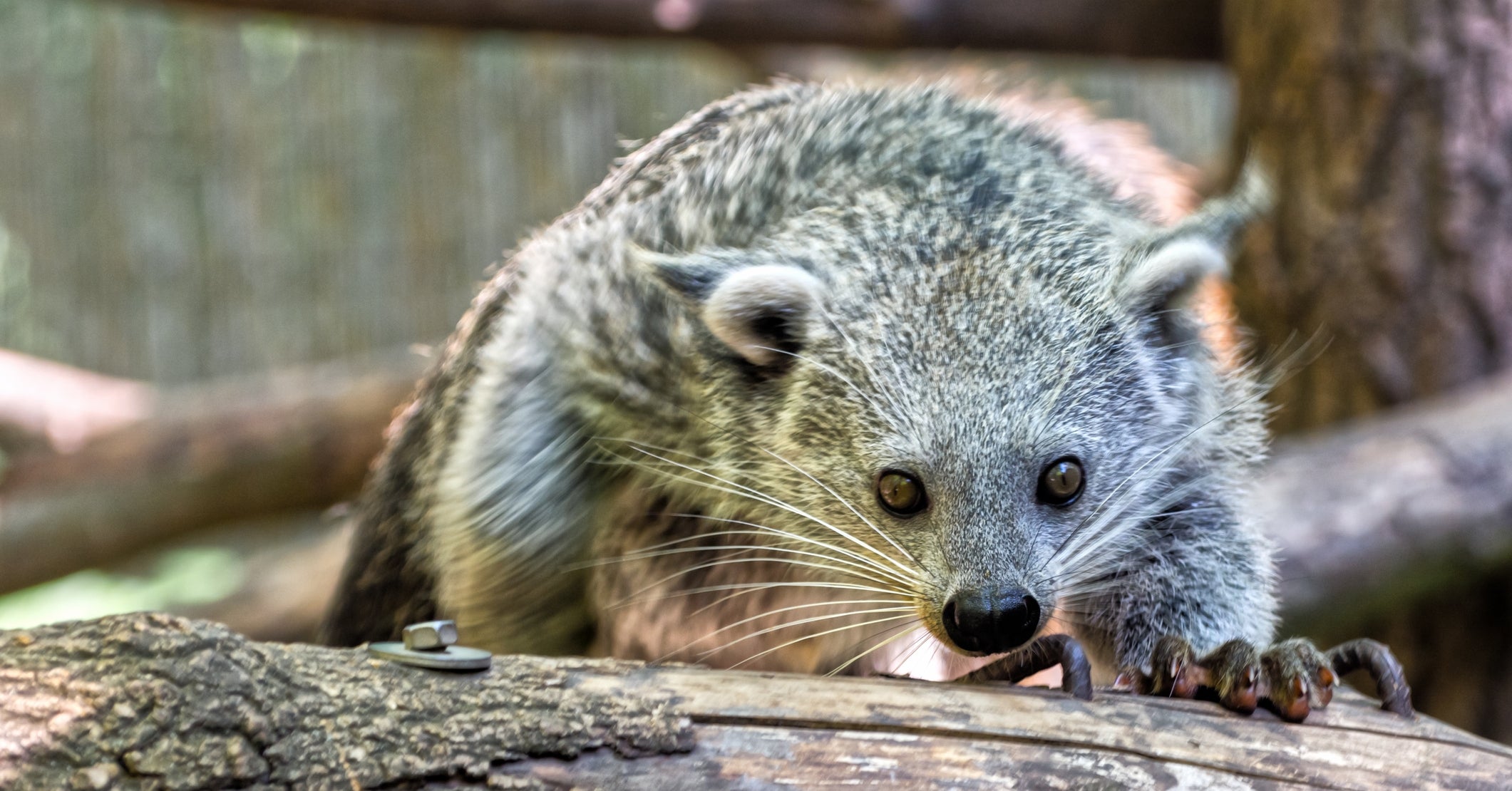 Binturong Fun Facts