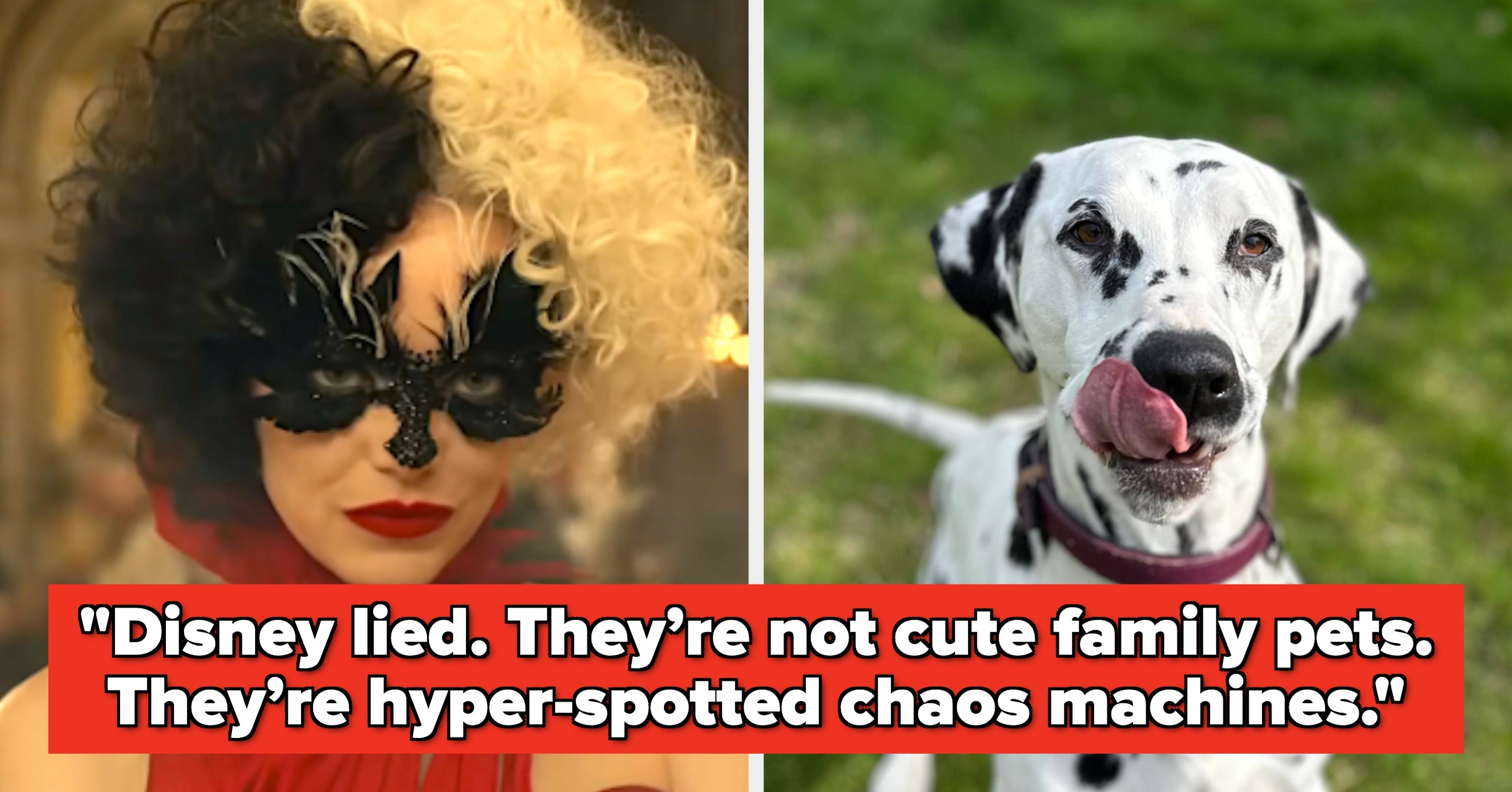 Worst Dog Breeds For First Time Dog Owners