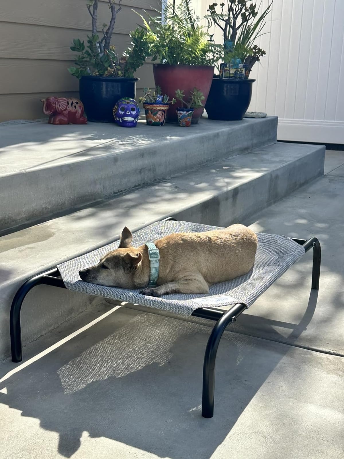 Enhance Fall Pet Outings With These 27 Essentials