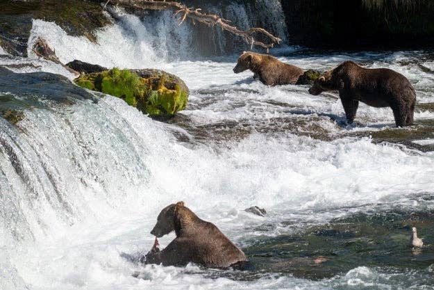 Fat Bear Week 2025: Everything You Need To Know