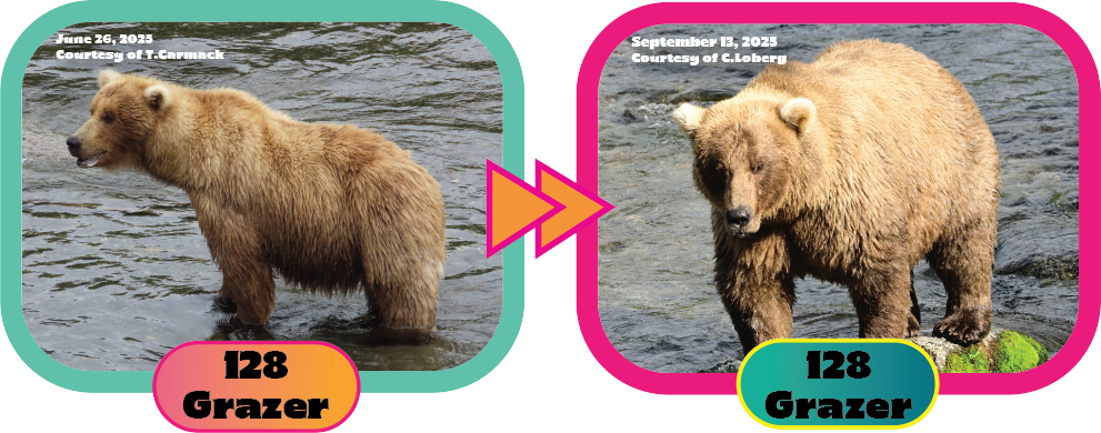 Fat Bear Week 2025: Everything You Need To Know