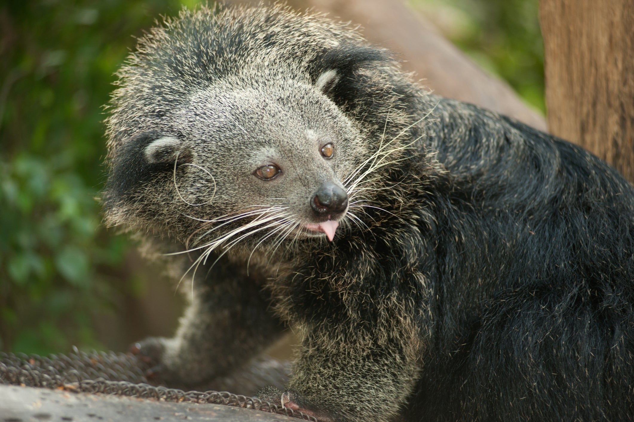 Binturong Fun Facts