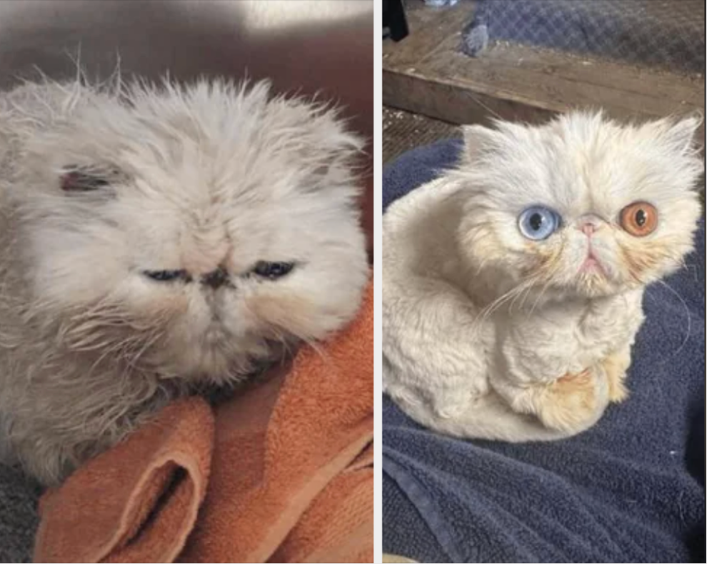 50 Mind-Blowing Before And After Transformations
