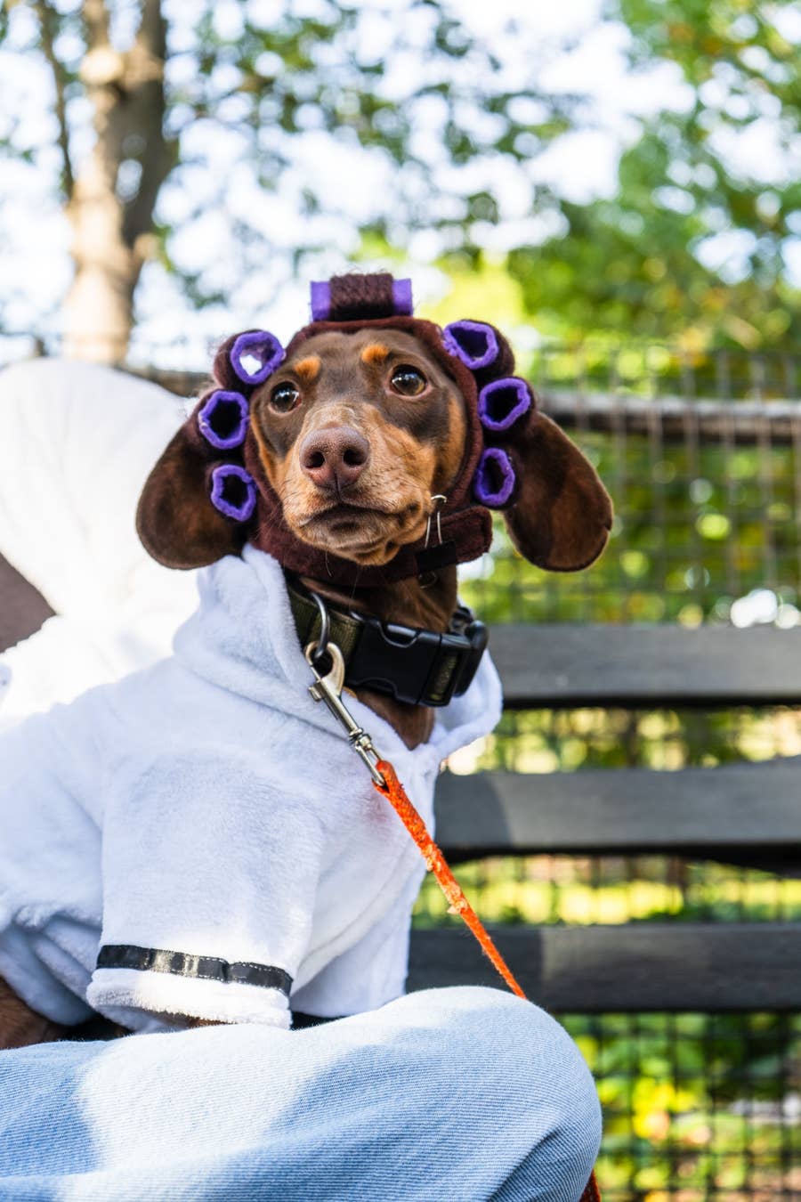 dressed up dogs pictures