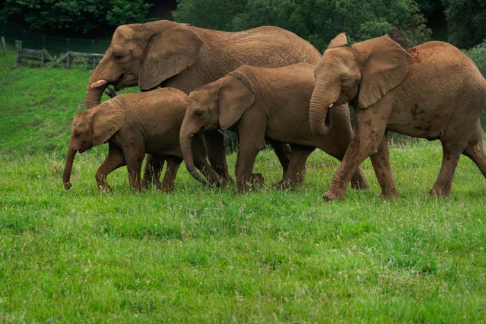 animals something special