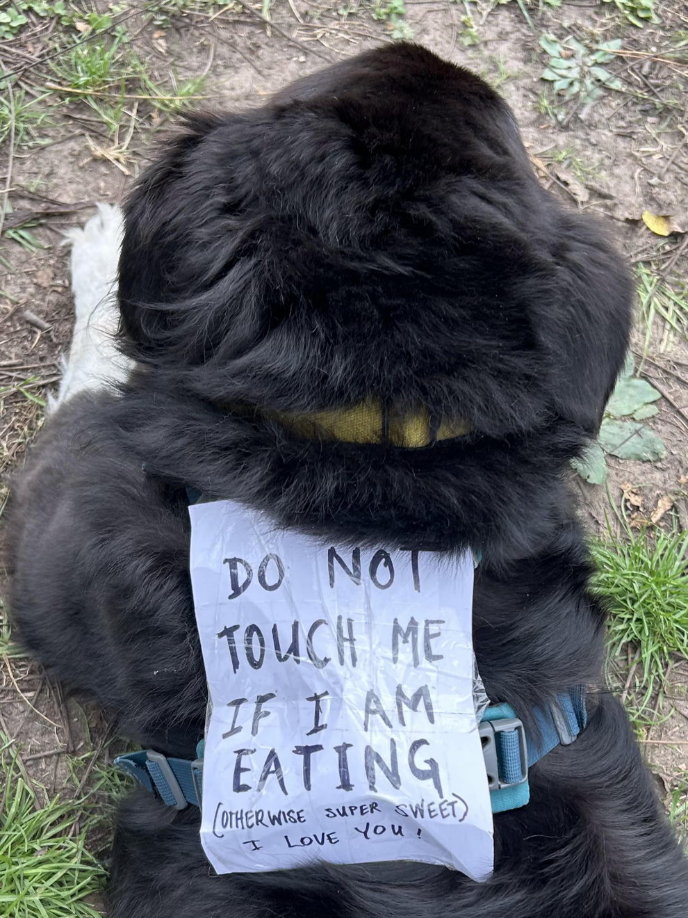 64 Funny Animal Photos