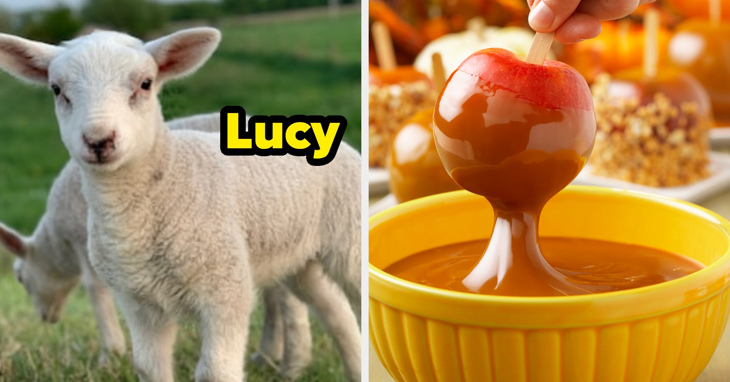 Choose Animals And We'll Reveal Which Fall Treat You Are
