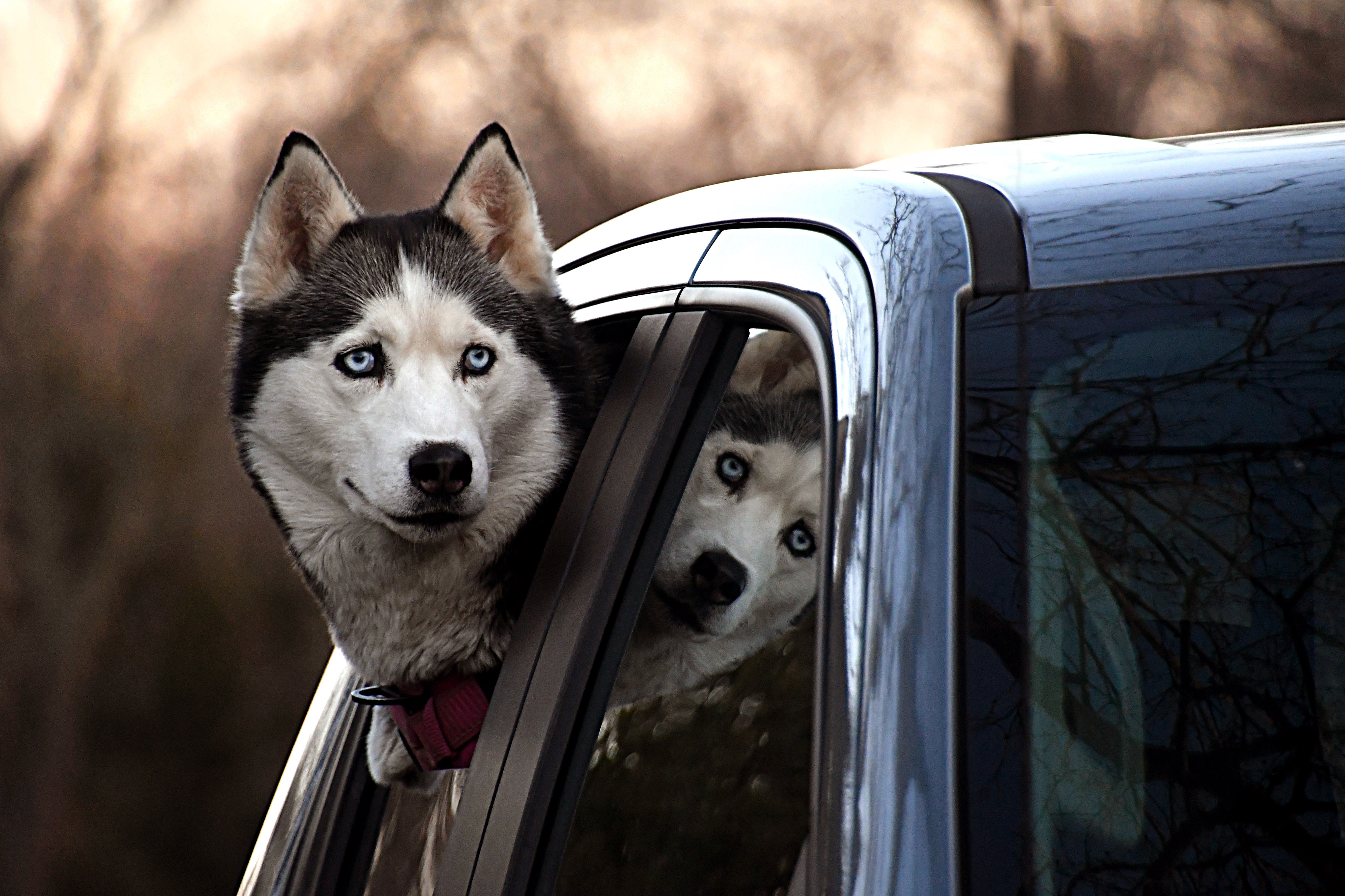 Smart Pet Stories: Animals With Human Intelligence