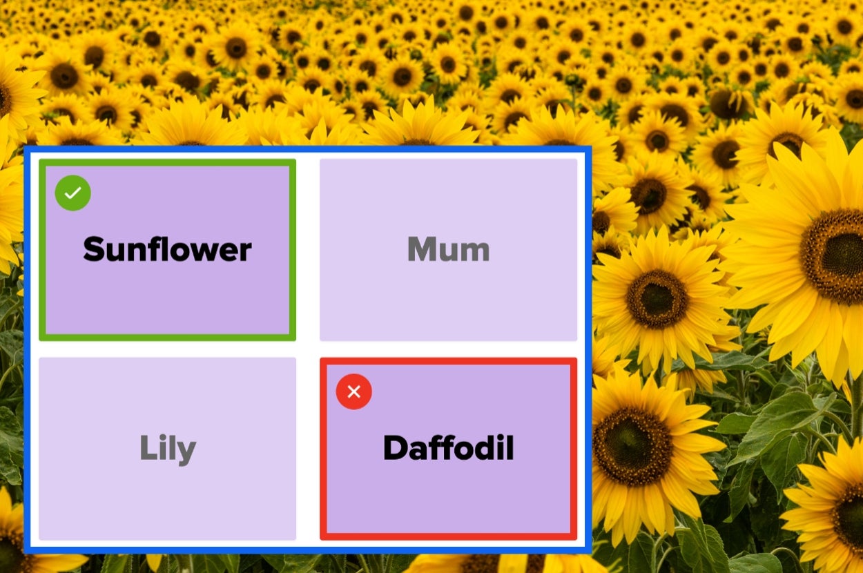 Quiz Panda: Name More Than 65% Of These Super Basic Flowers To Find Out ...