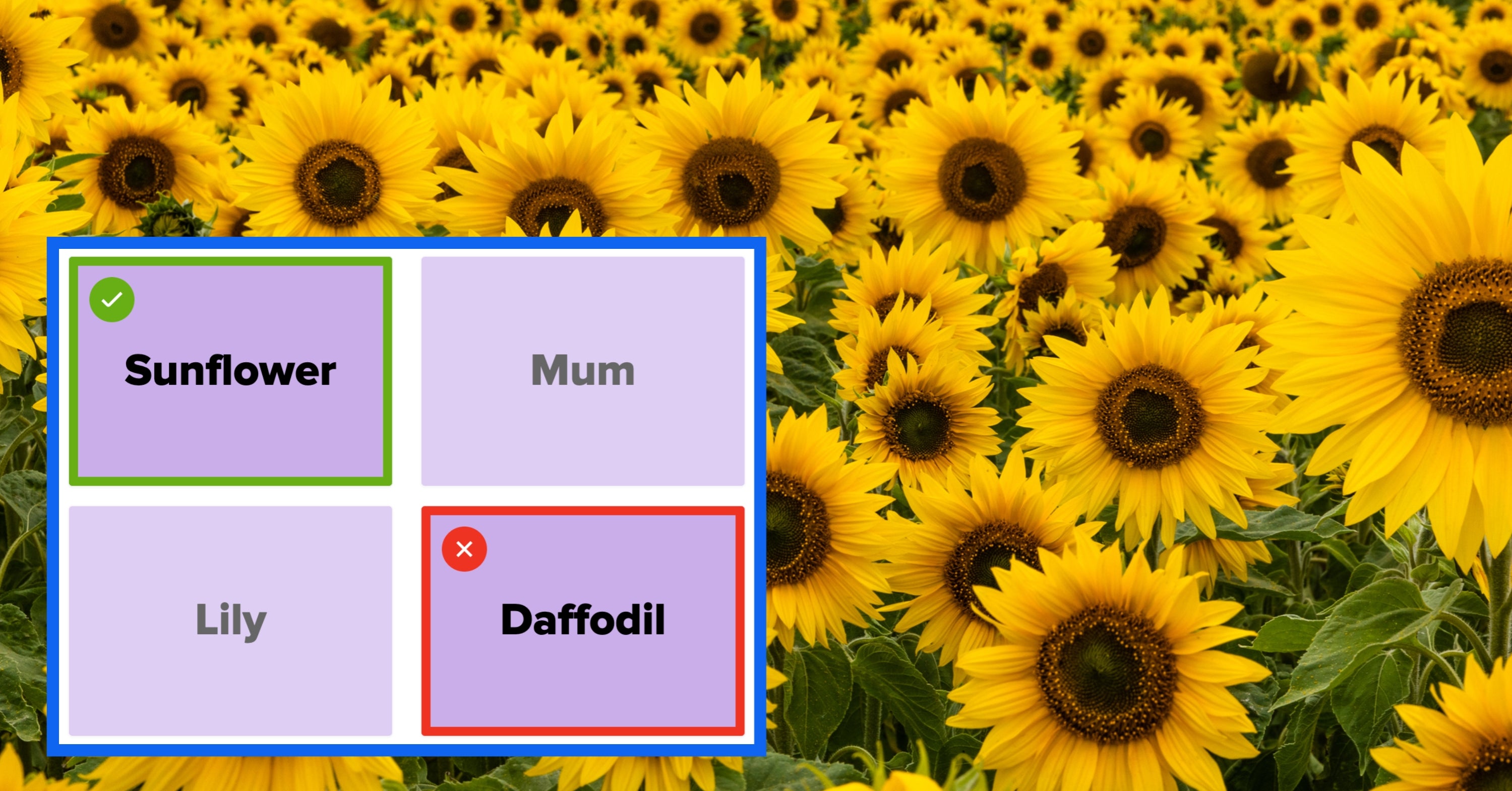 Flower Trivia Quiz | BuzzFeed Quizzes