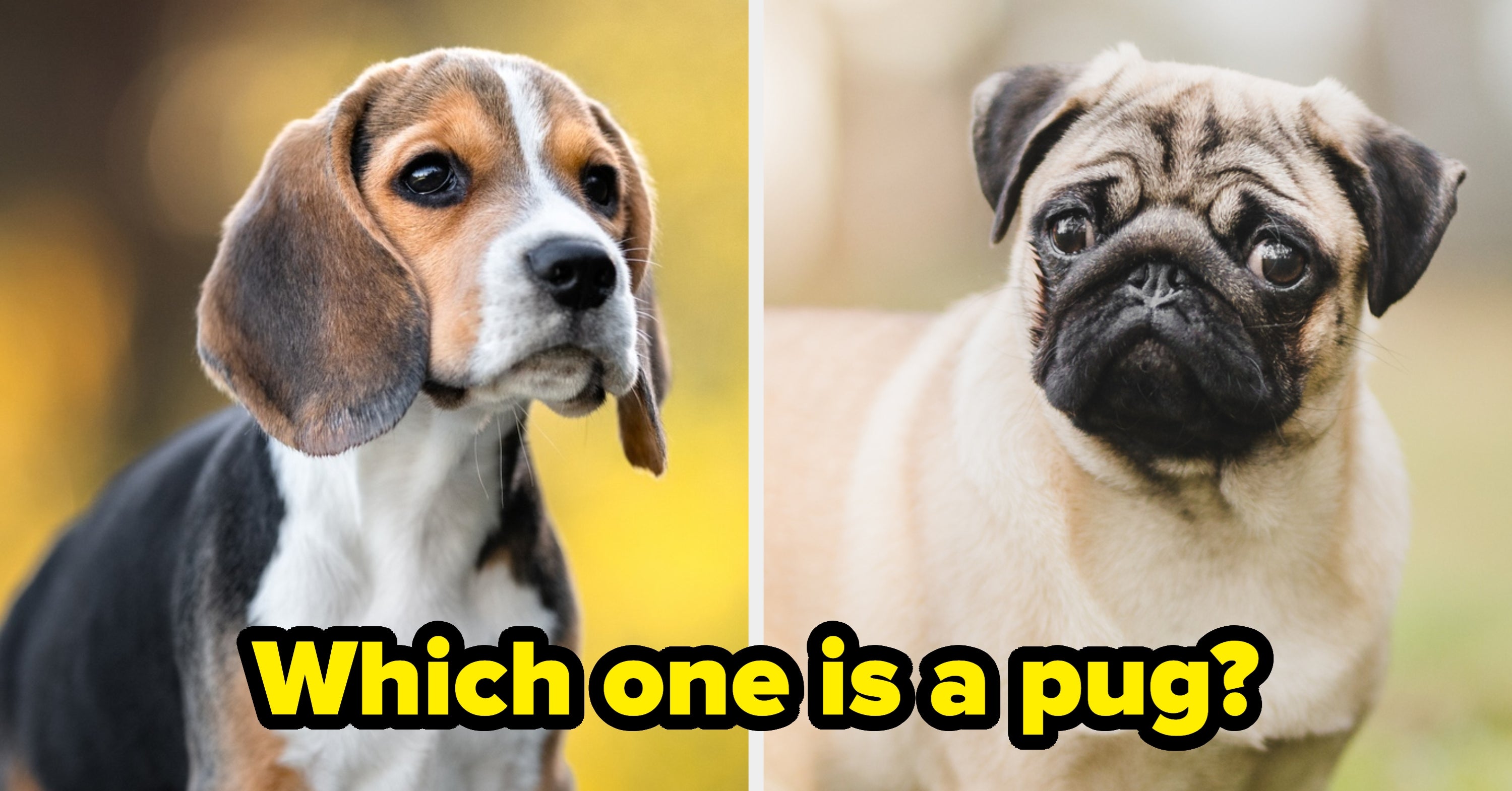 Dog Breed Trivia Quiz | BuzzFeed Quizzes
