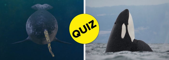 which one am i quizzes