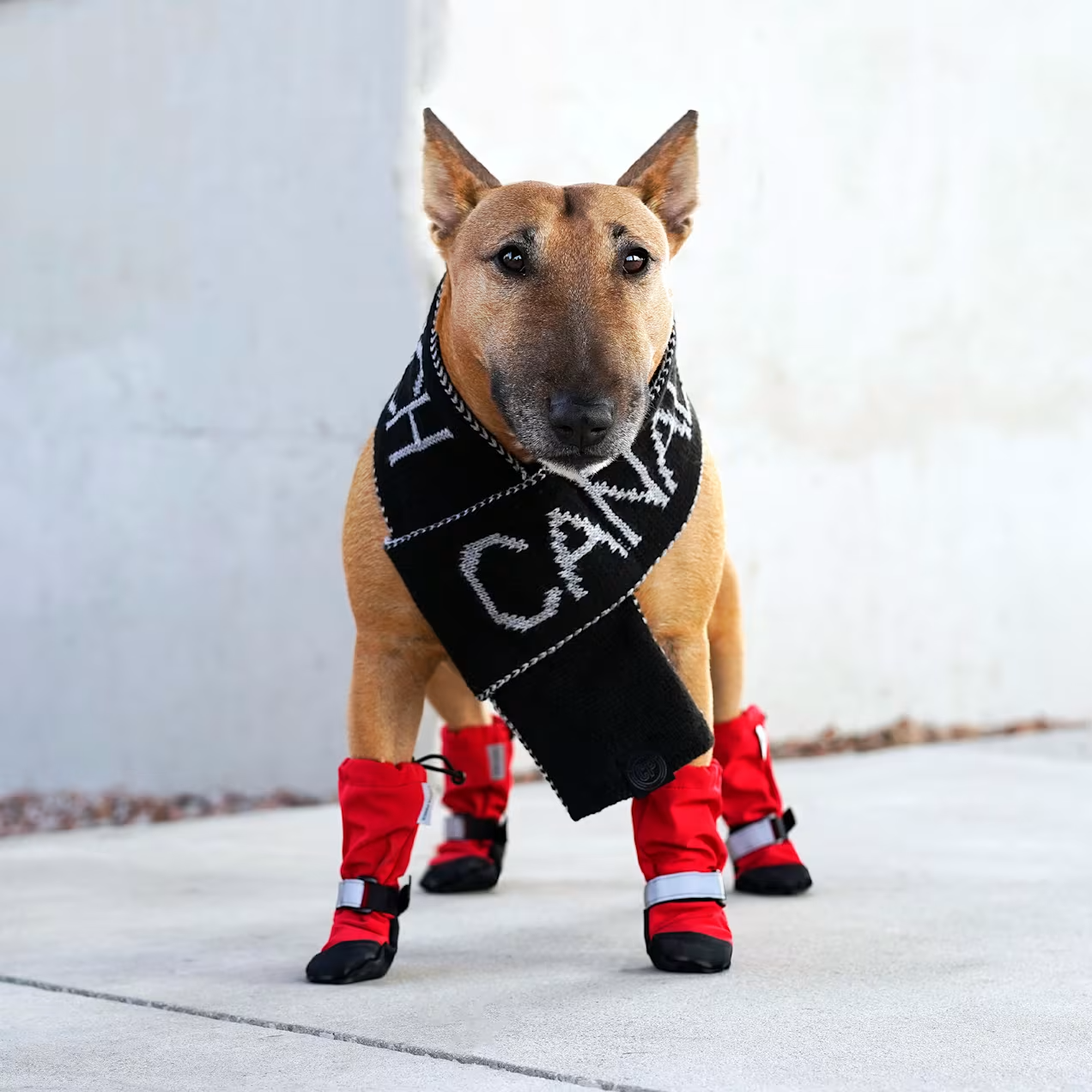 13 Best Dog Boots For Snow And The Winter