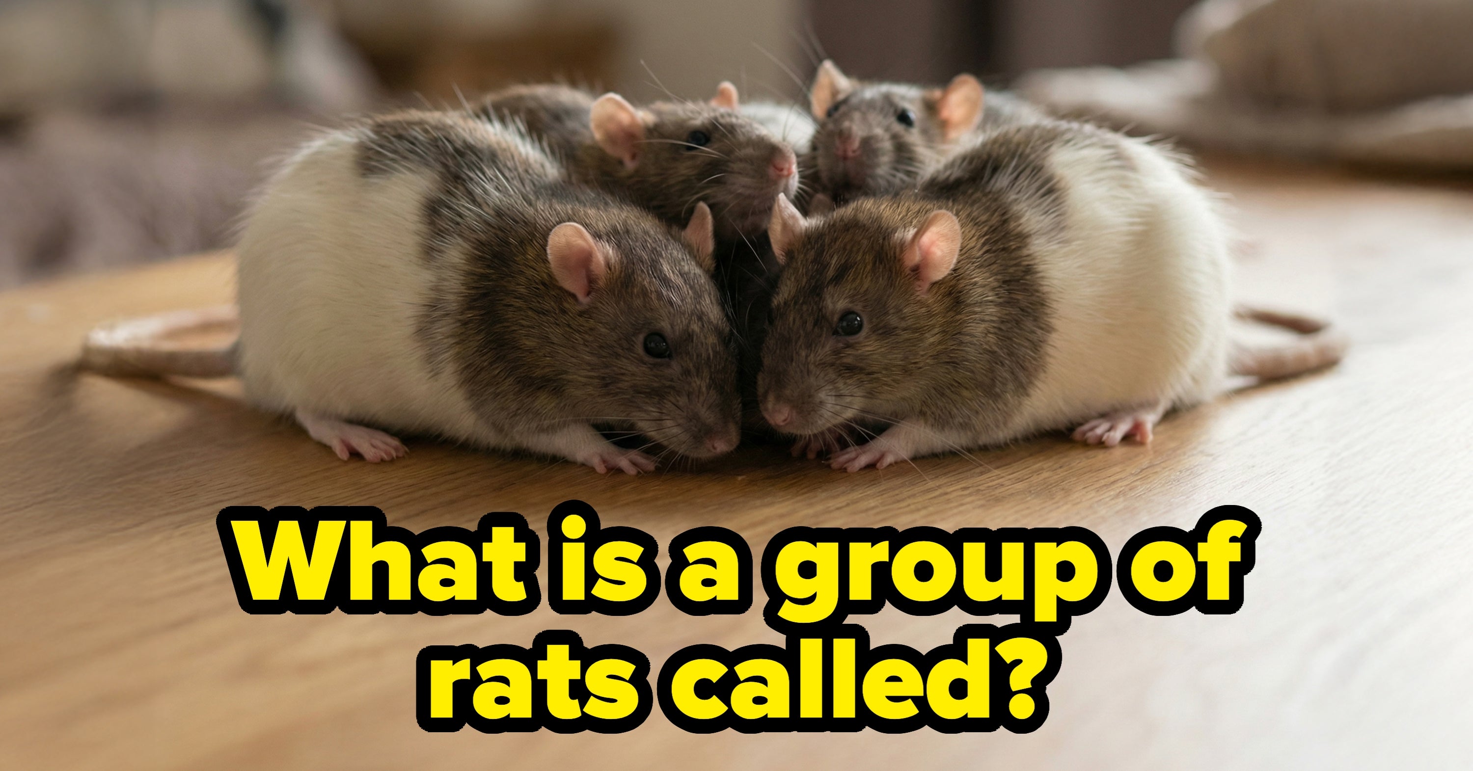 Only True Rat Experts Can Pass This Rat Trivia Quiz