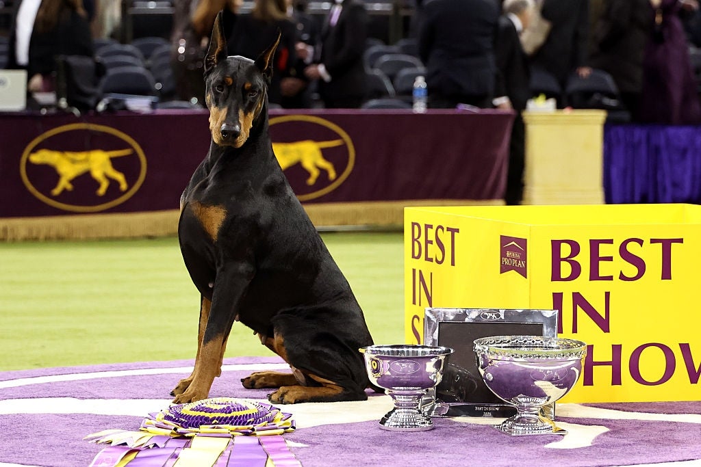 Catherine O’Hara's Tribute At The Westminster Dog Show Is Going Viral ...