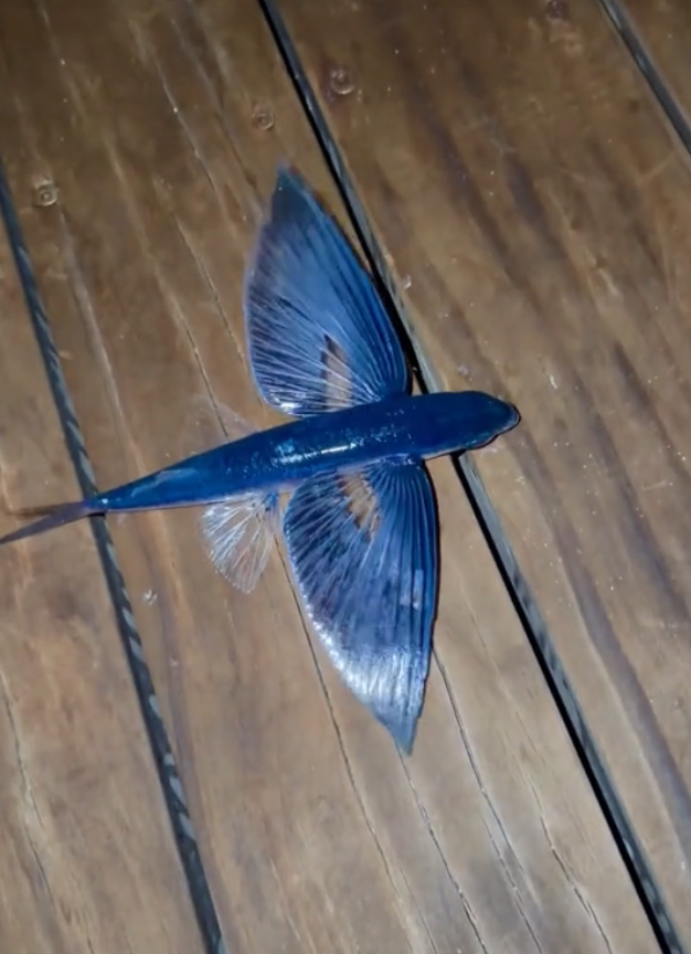 Craig David Goes Viral For Plot Twist Fish Video