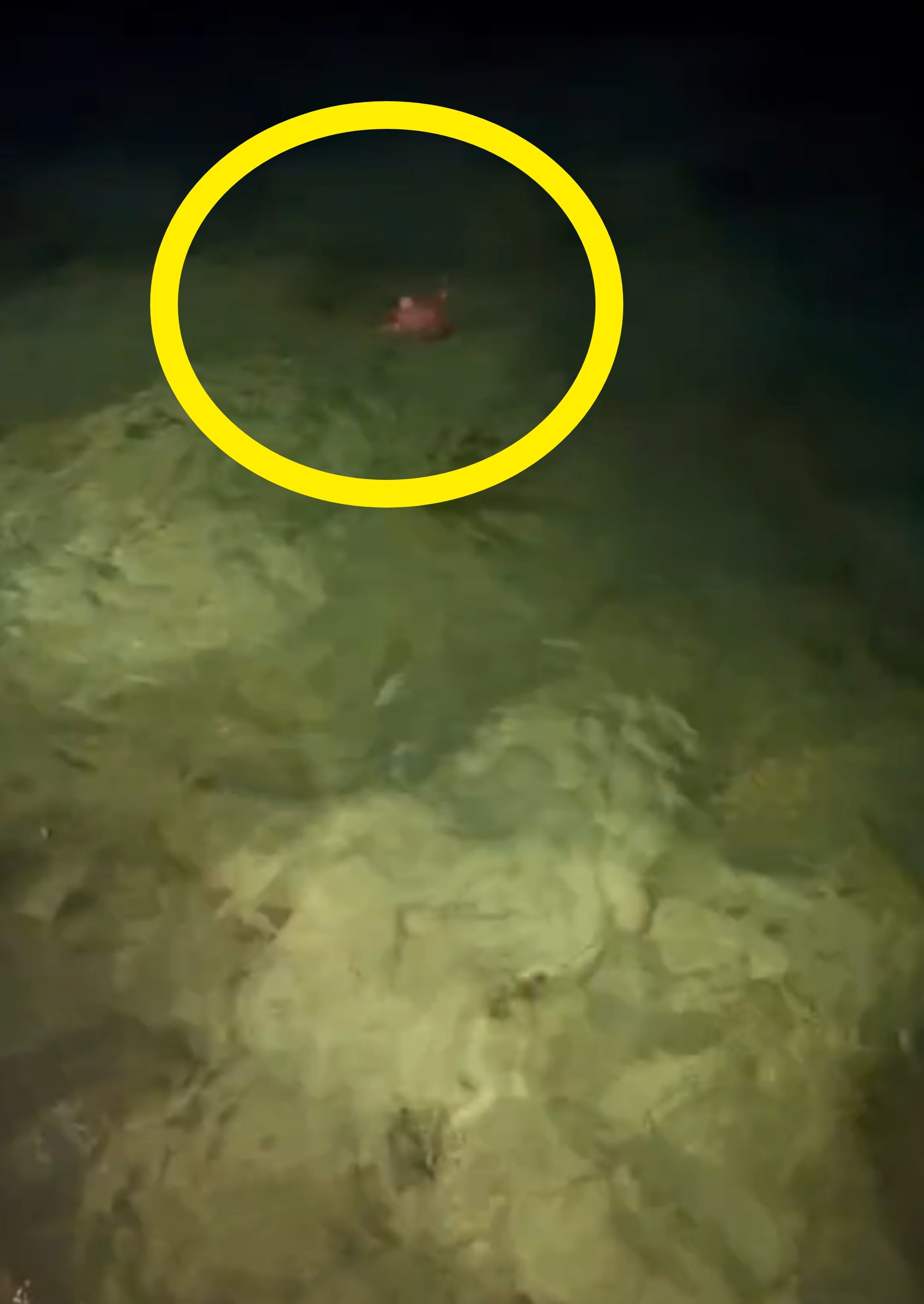 Craig David Goes Viral For Plot Twist Fish Video