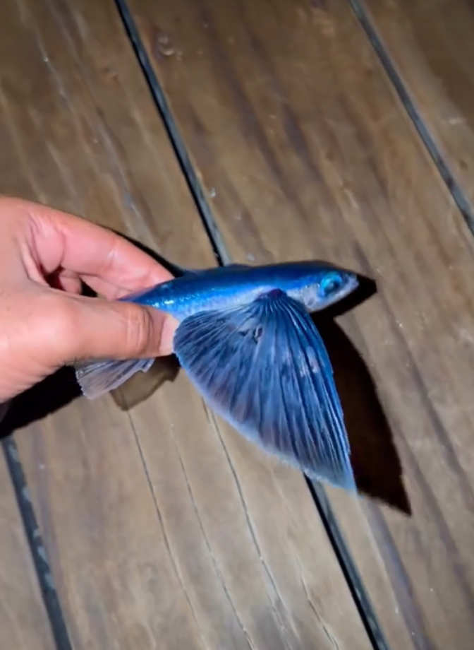 Craig David Goes Viral For Plot Twist Fish Video