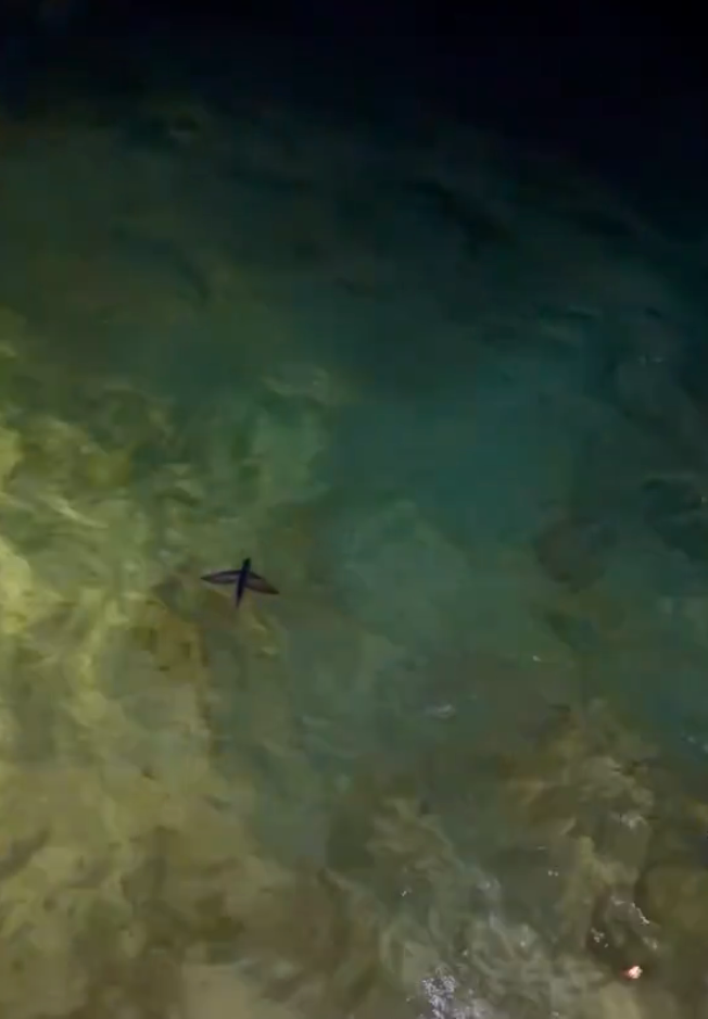 Craig David Goes Viral For Plot Twist Fish Video