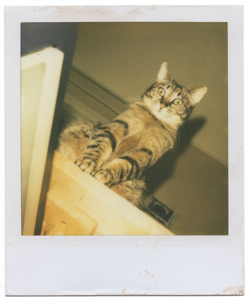 Wild Things Discovered In Homes From Previous Owners