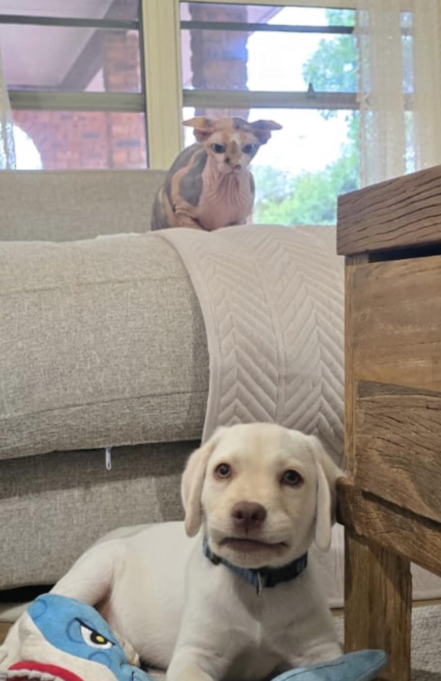 64 Funny Animal Photos